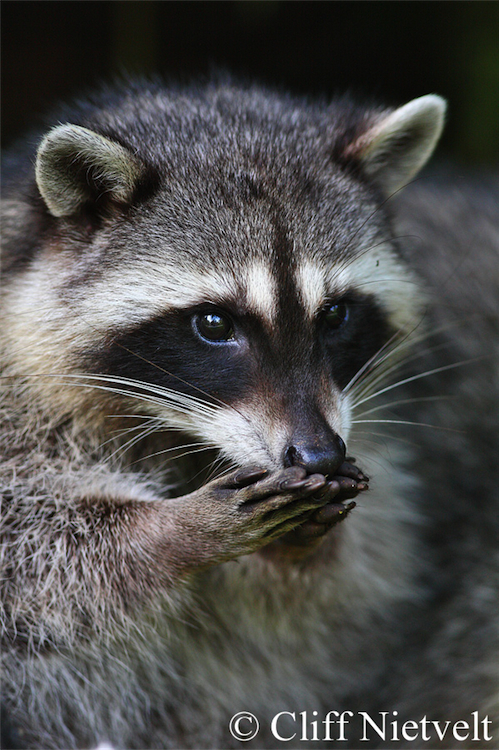 Raccoon – Looking to God