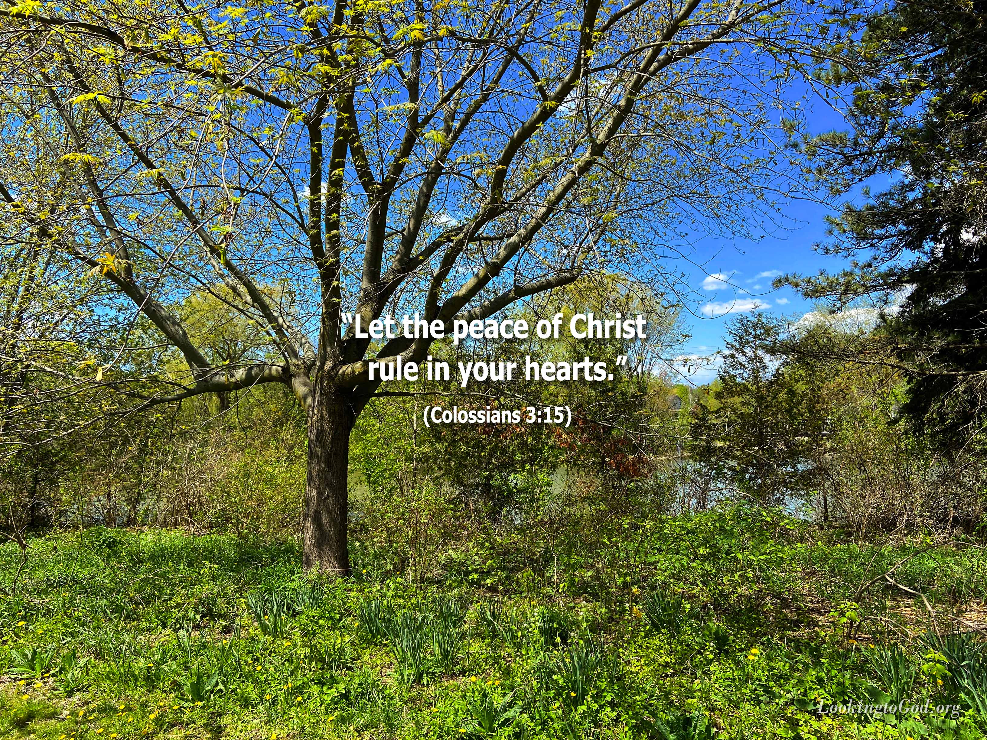 Let the Peace of Christ Rule in Your Hearts – Looking to God