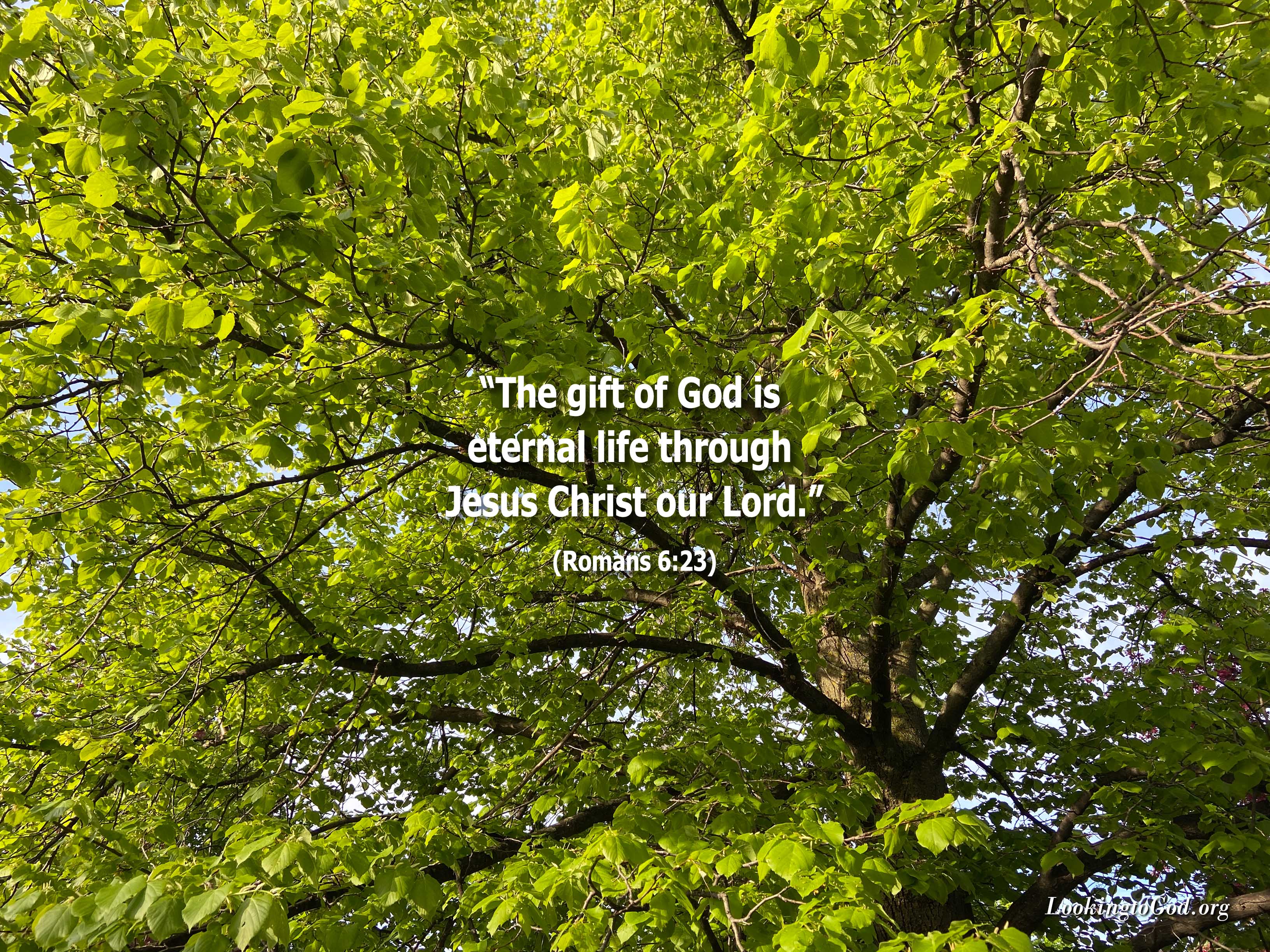 The Gift of God Is Eternal Life – Looking to God