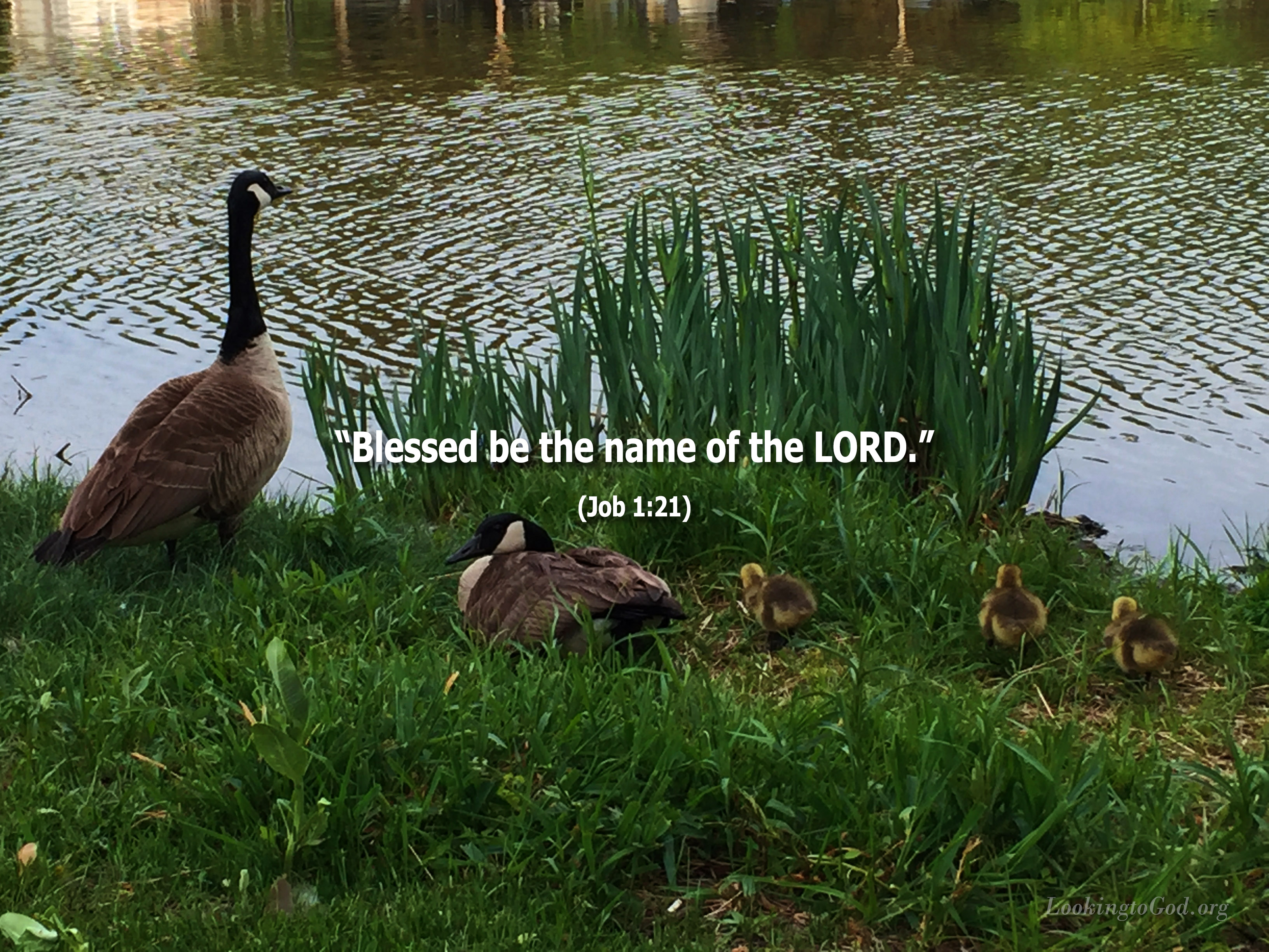 Blessed Be the Name of the Lord – Looking to God